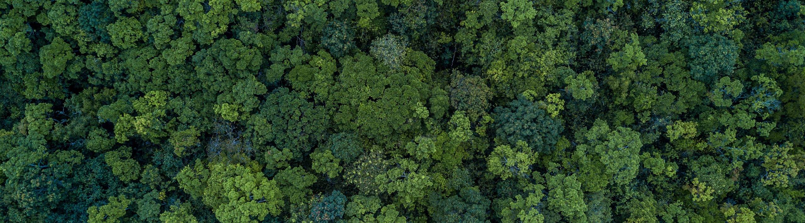 British American Tobacco - BAT Achieves Prestigious CDP ‘Triple A ...